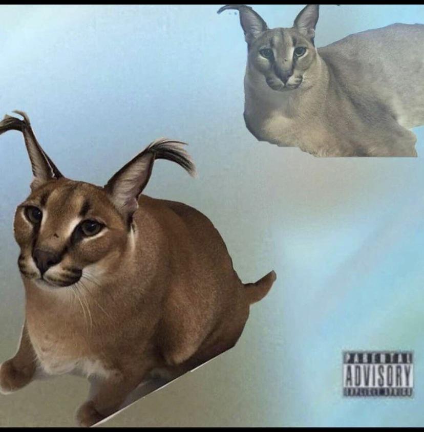 Floppa the creator 😳😳😳 | Scrolller