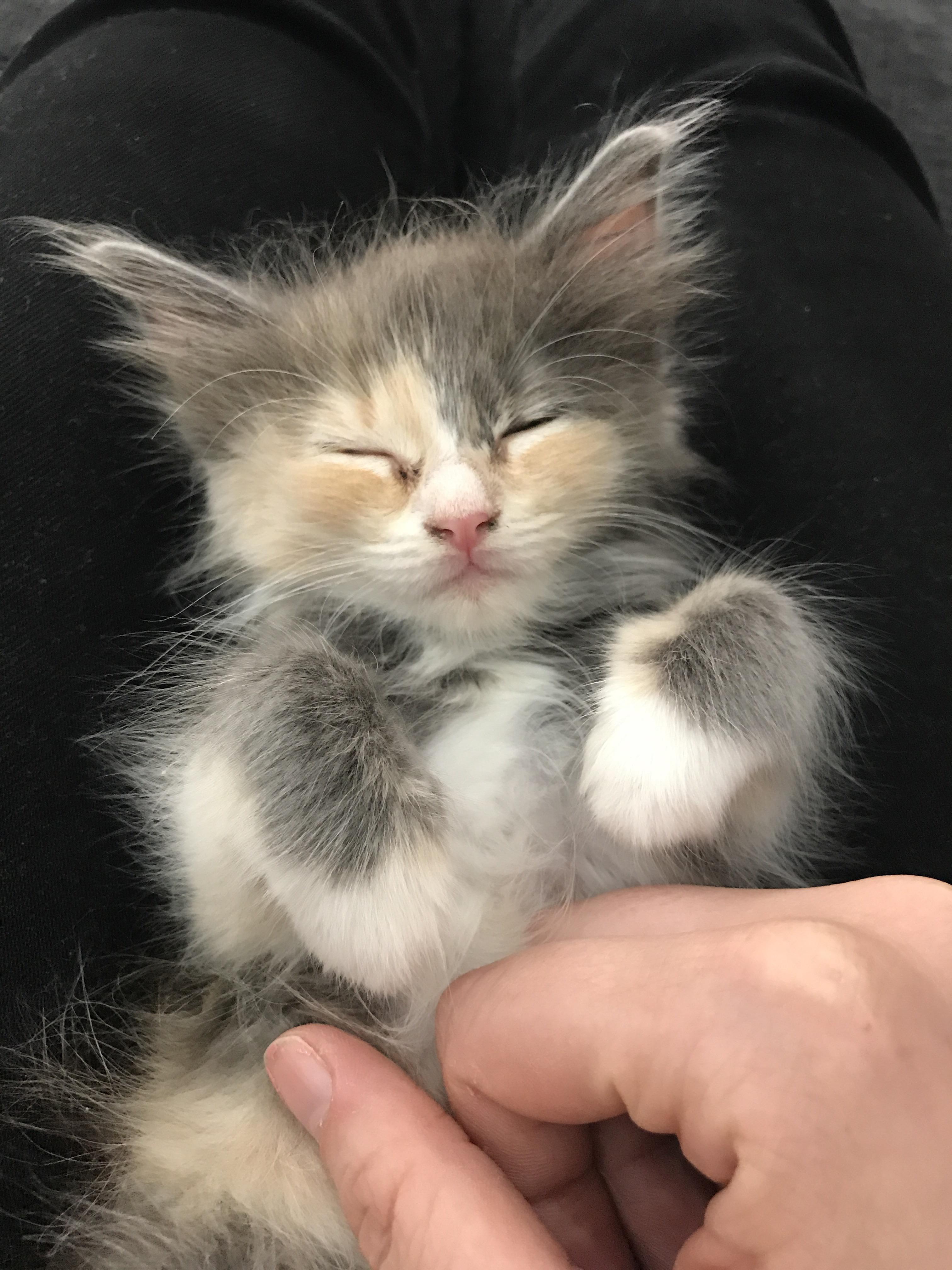 Floppy cat | Scrolller