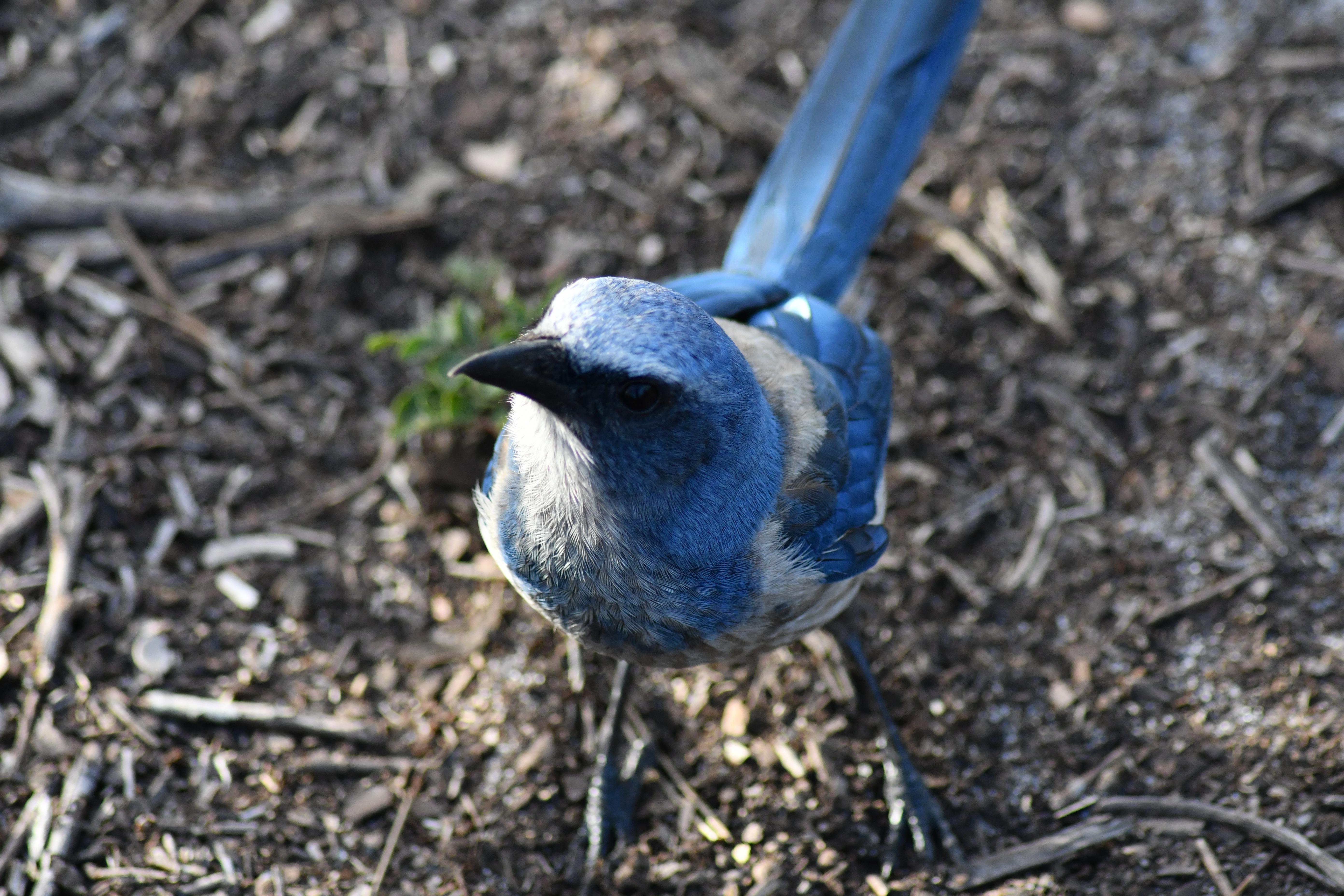 Florida scrub jay | Scrolller