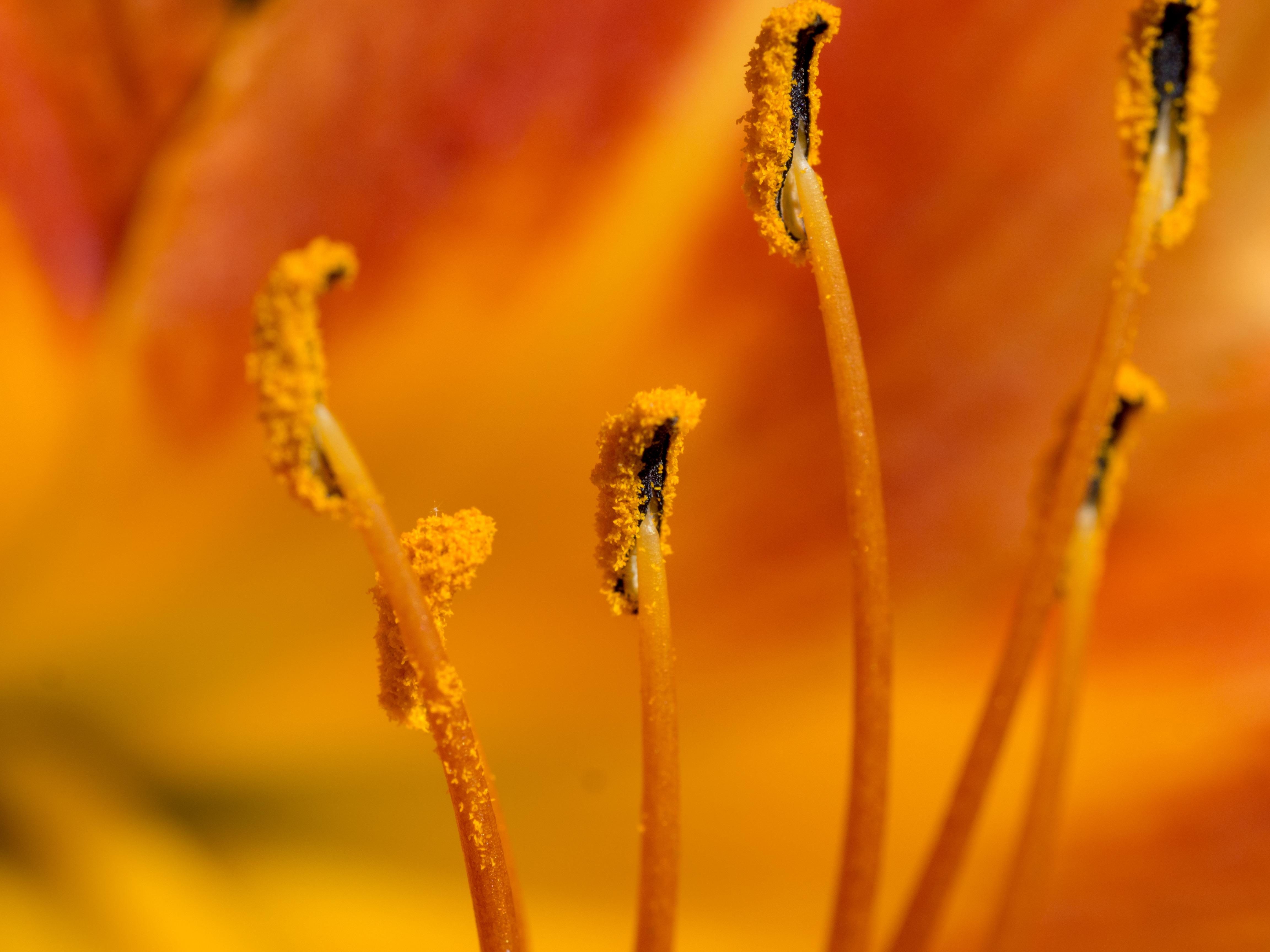 Flower. Olympus em 10 mk1 with Olympus 60mm macro. | Scrolller