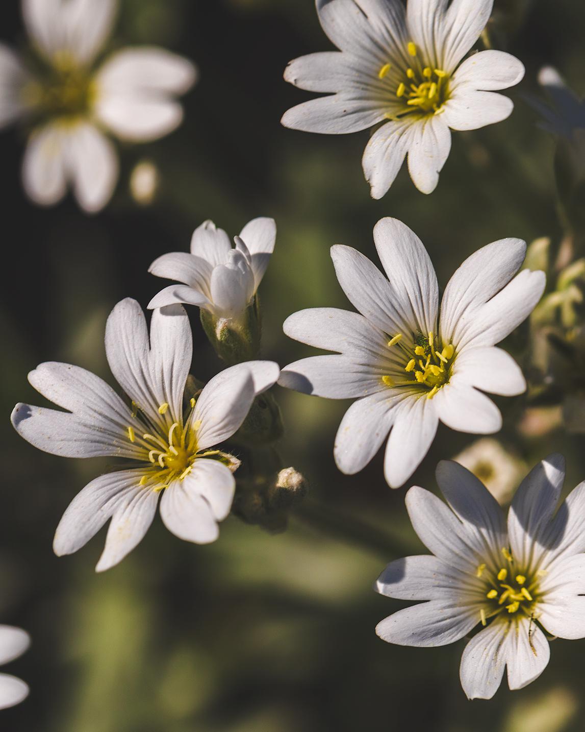 Flowers - Canon 5D IV - EF 100mm IS - f/6.3 - 1/500 - ISO200 | Scrolller