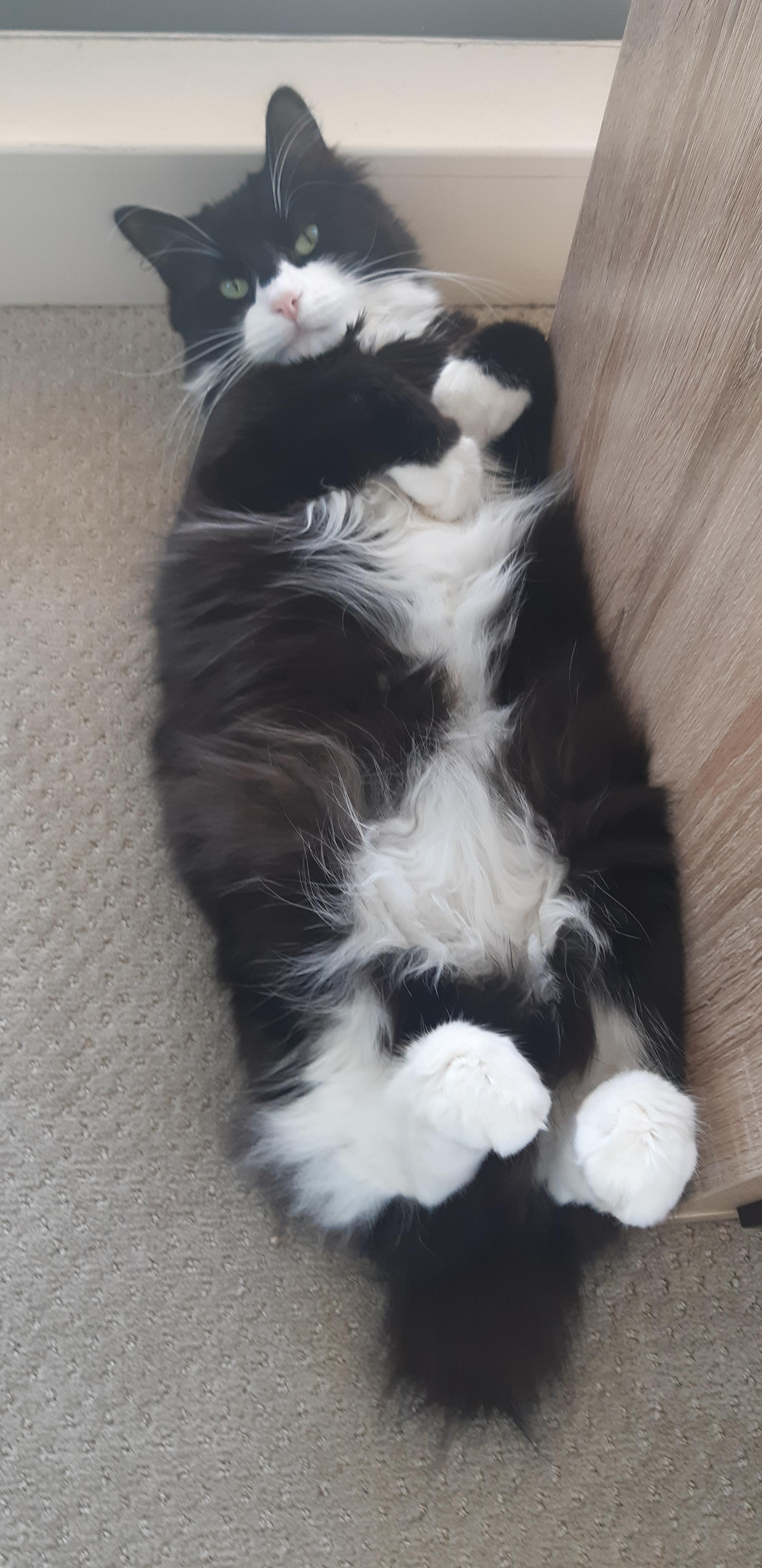 Fluff belly fluff belly | Scrolller