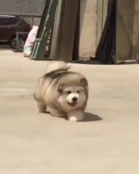 Fluff level: 9000 | Scrolller