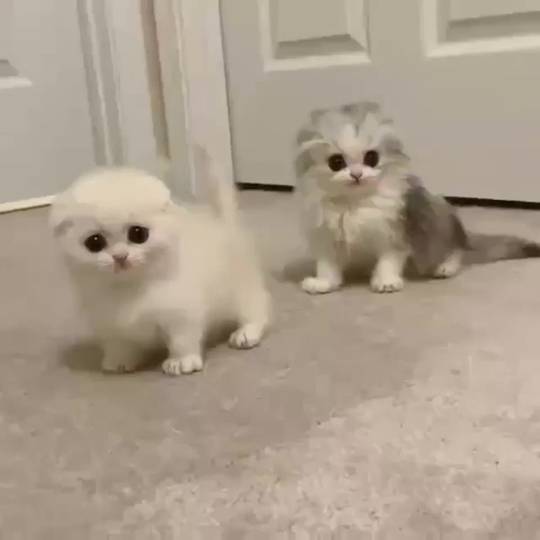 Fluffy angels | Scrolller