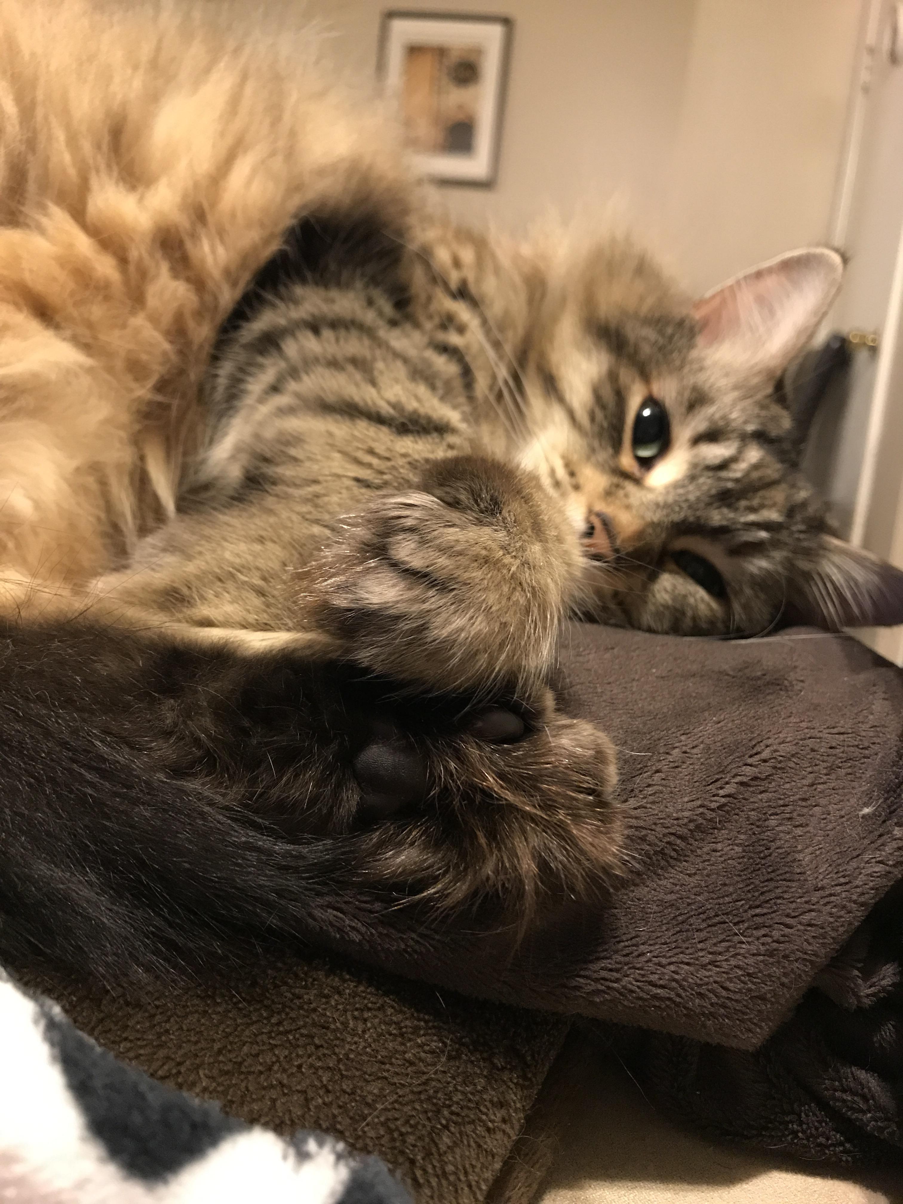 Fluffy beans | Scrolller