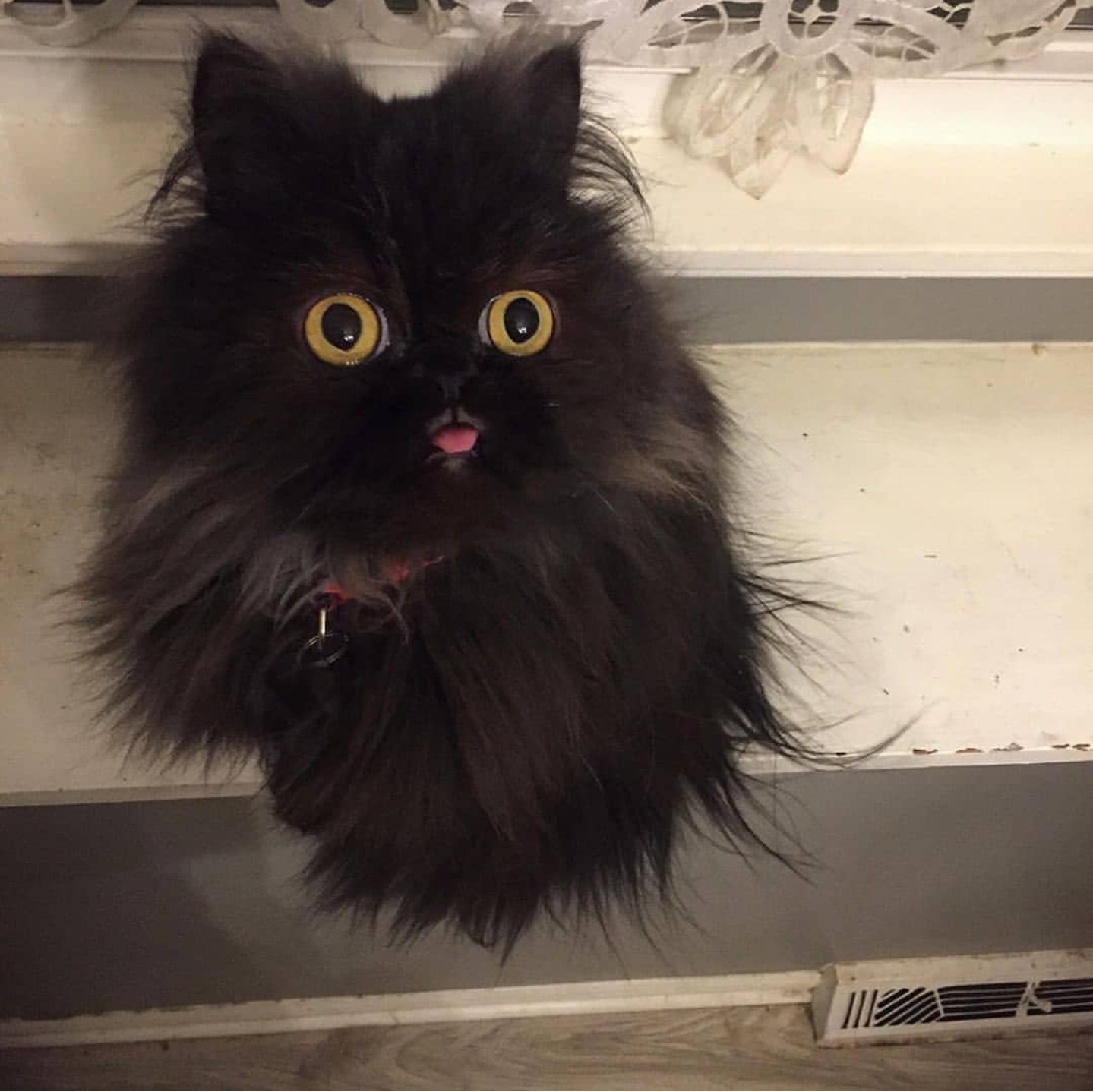 Fluffy black blep. | Scrolller