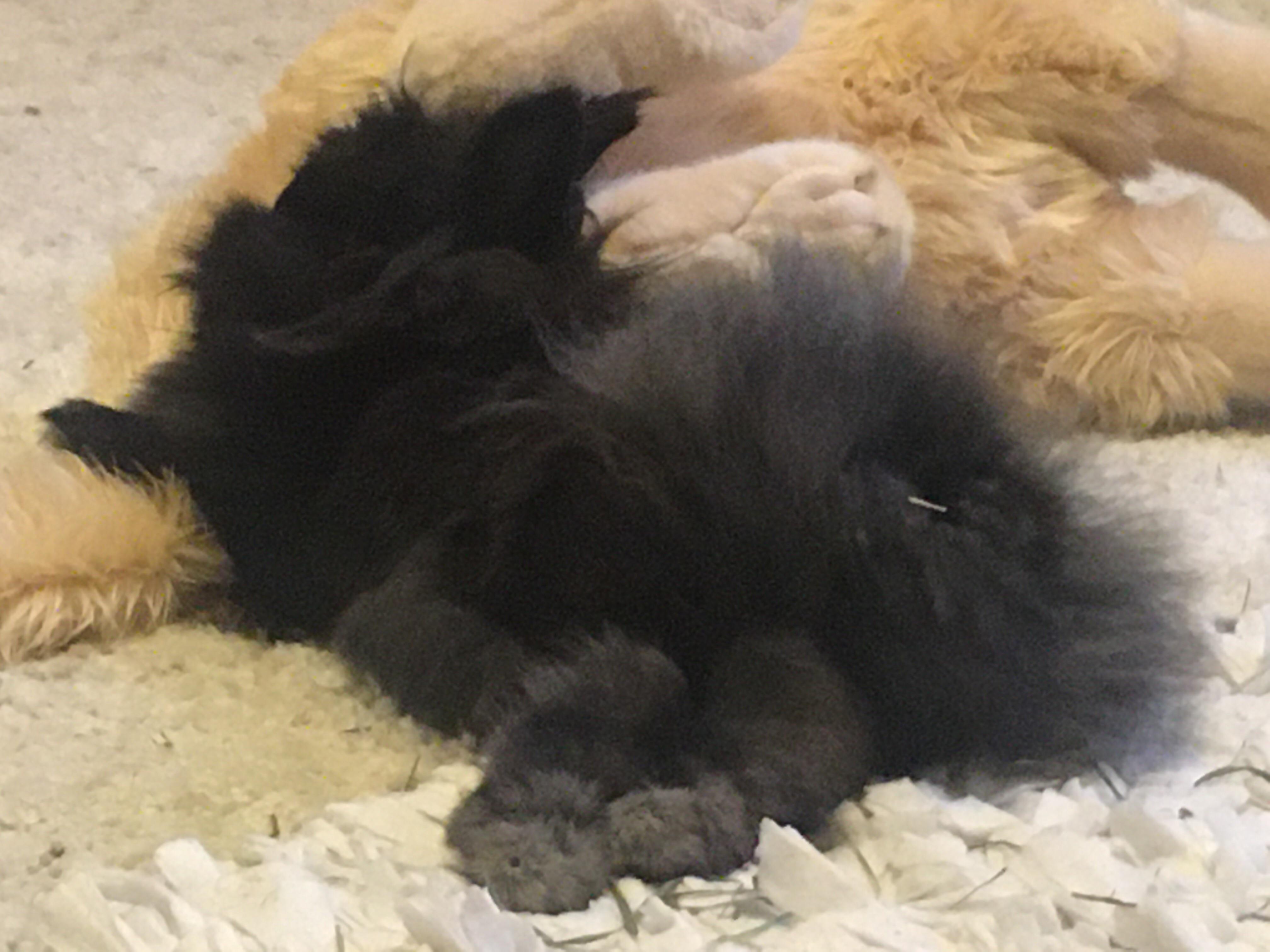 Fluffy bun bum 🐰🥰 | Scrolller