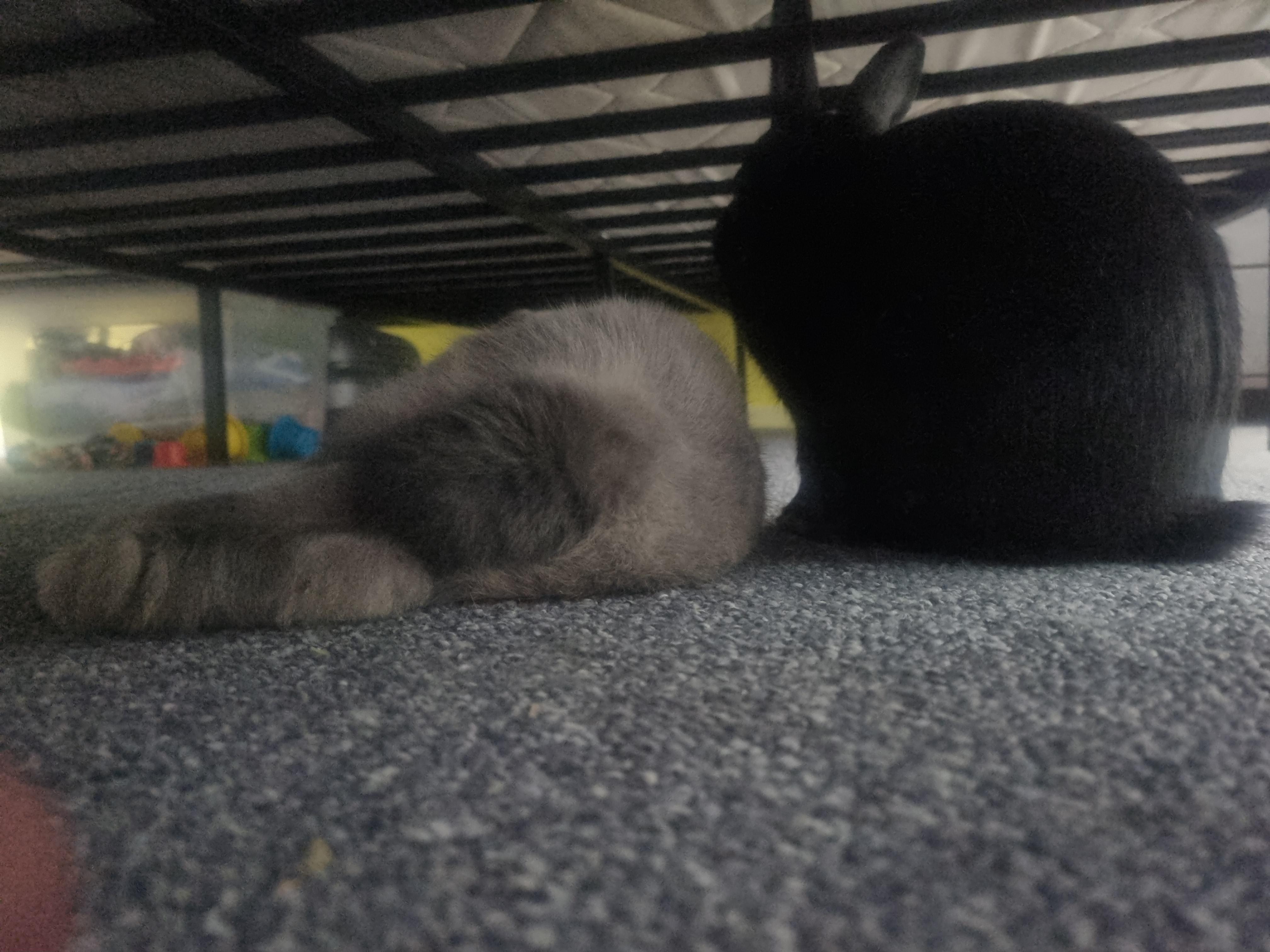 Fluffy butt!! | Scrolller