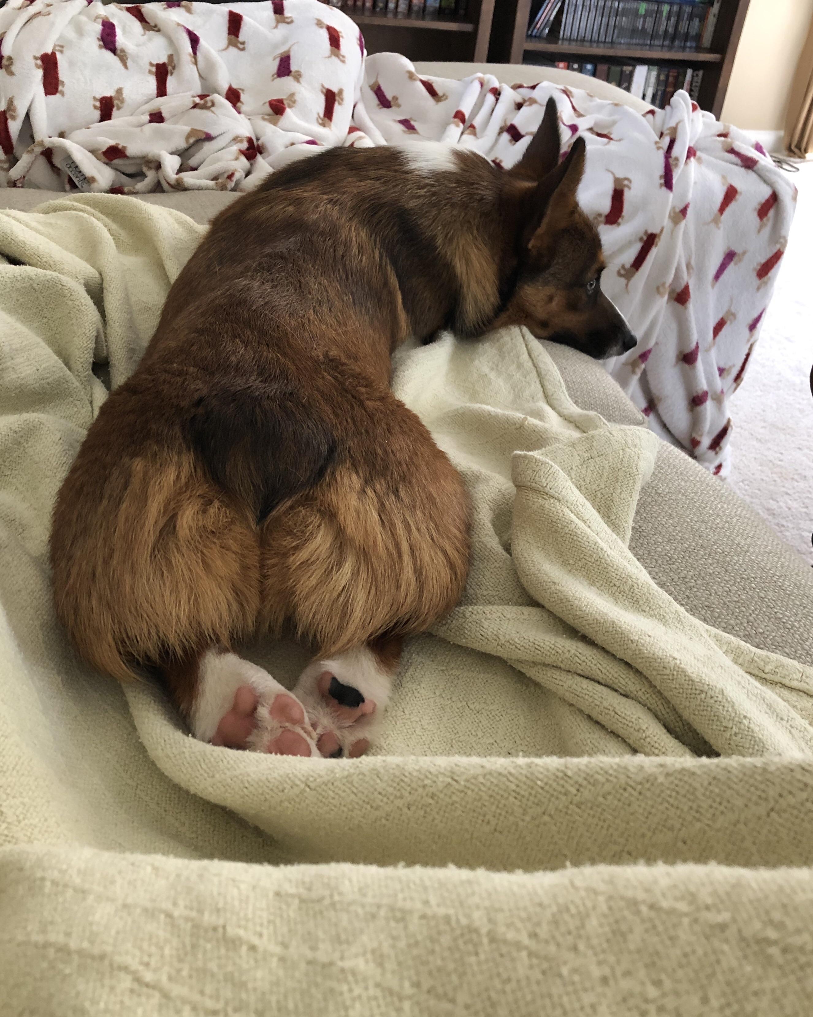 Fluffy butt doin’ a sploot | Scrolller