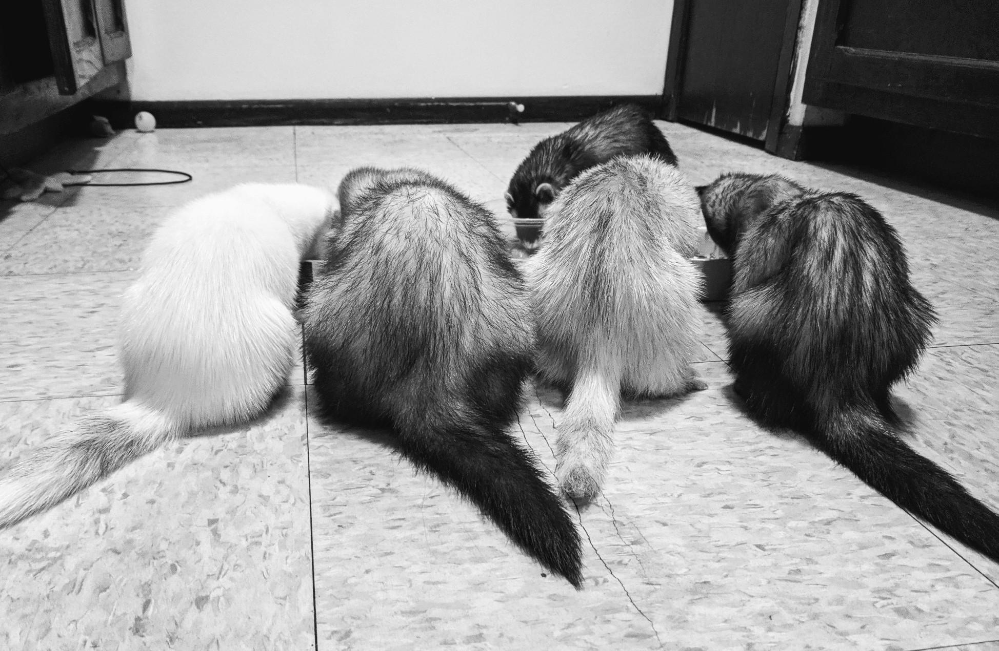 Fluffy butts 😍 | Scrolller