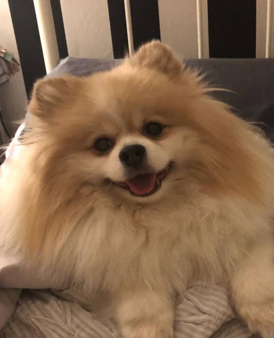 Fluffy-fluffy...))) | Scrolller