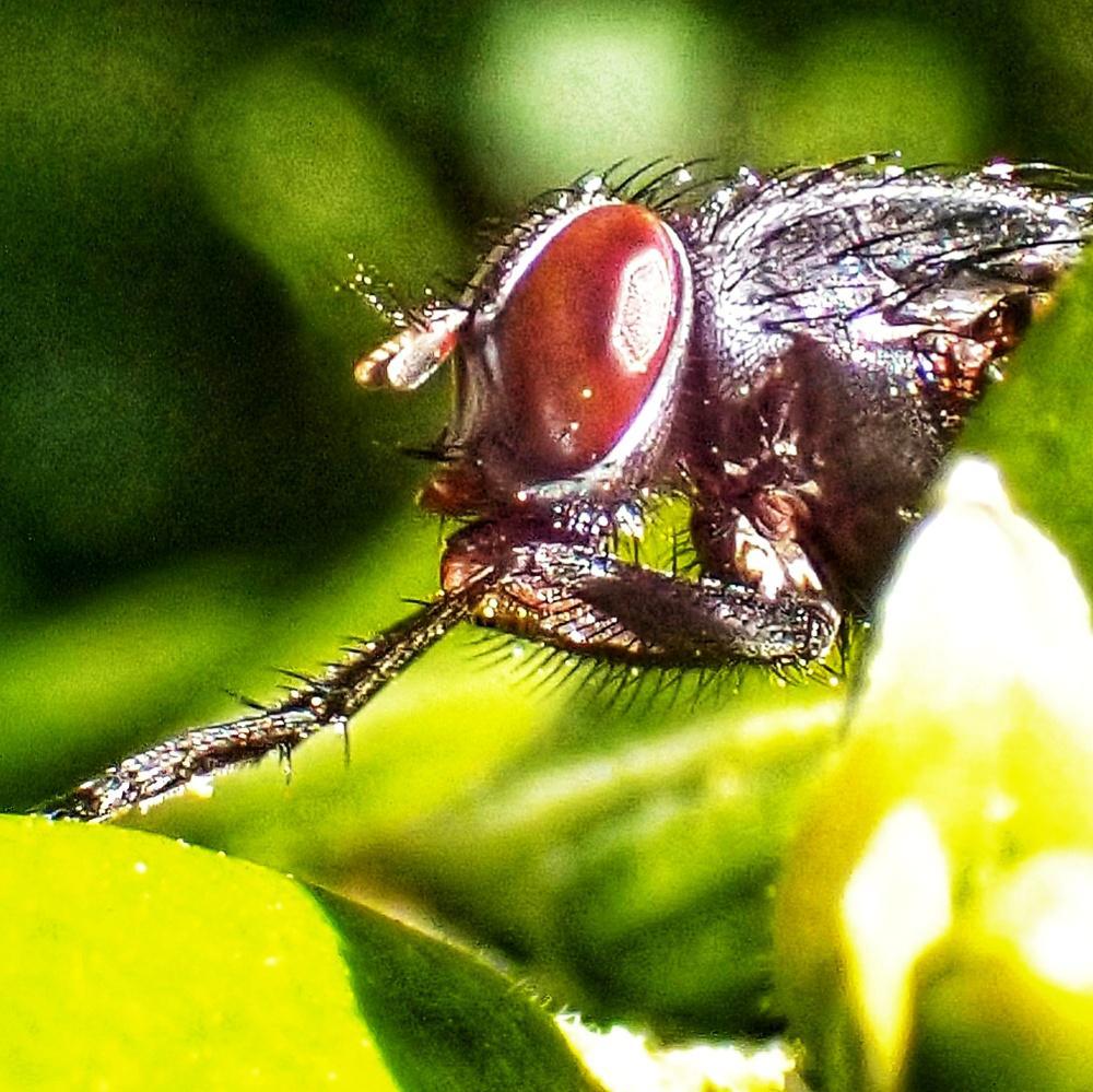 Fly Guy ~ | Scrolller