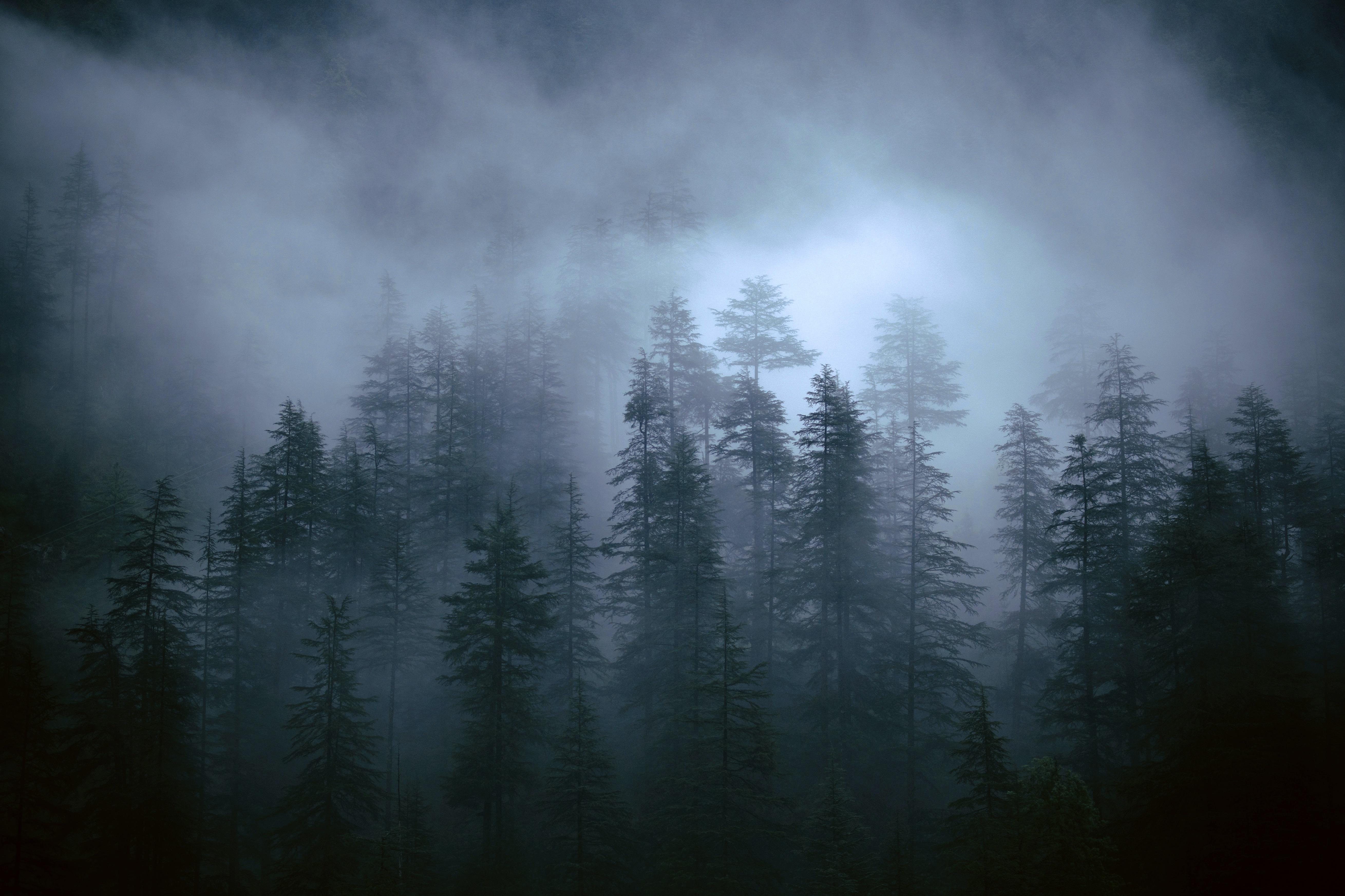 Foggy Forest wallpaper | Scrolller