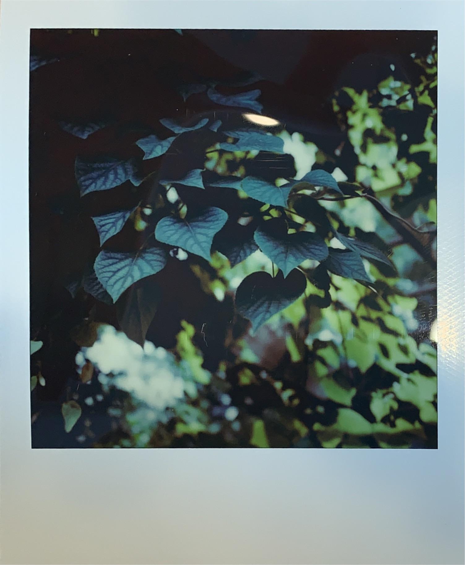 foliage shot on SX-70 | Scrolller