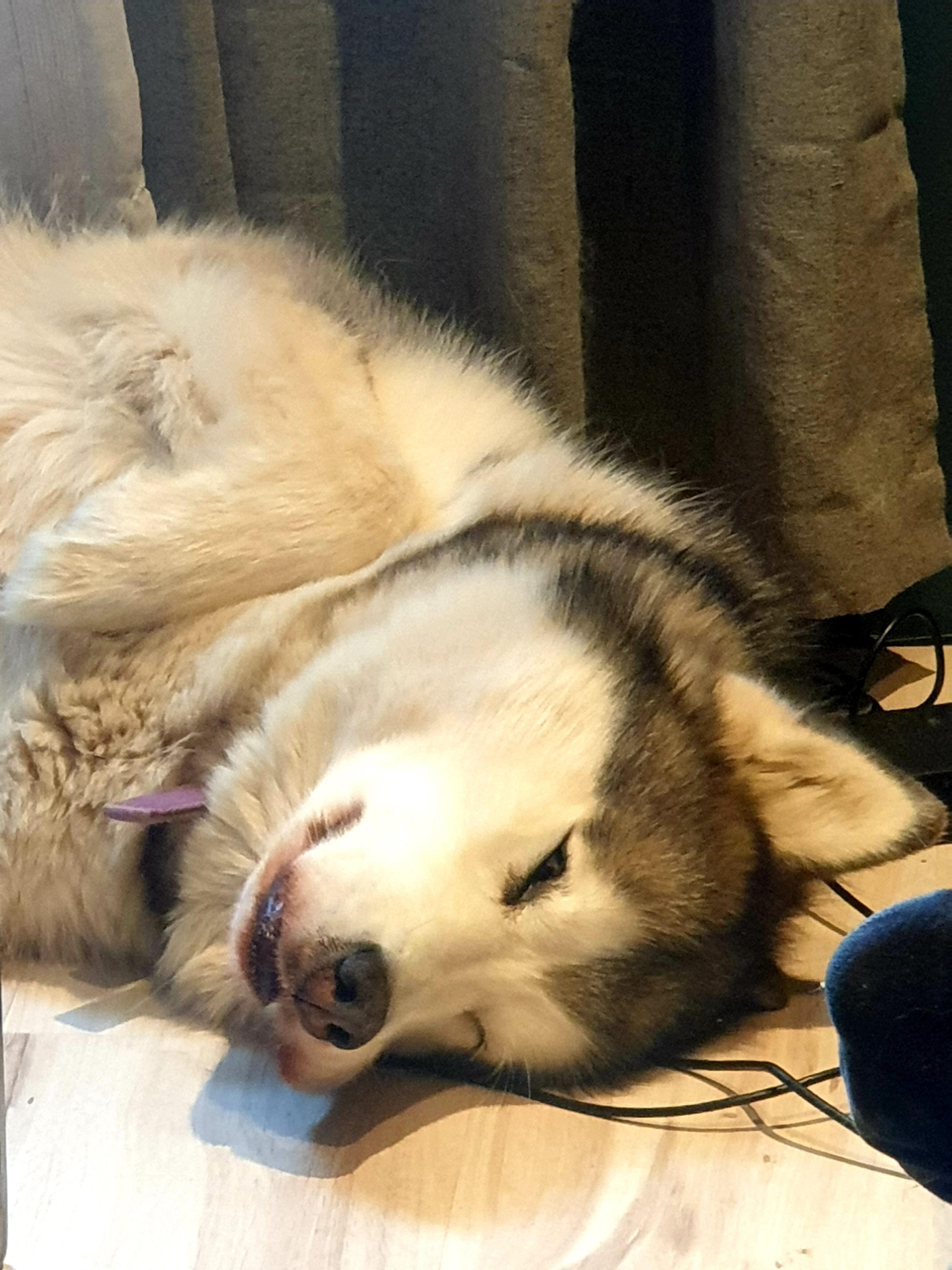 Food-coma :) | Scrolller