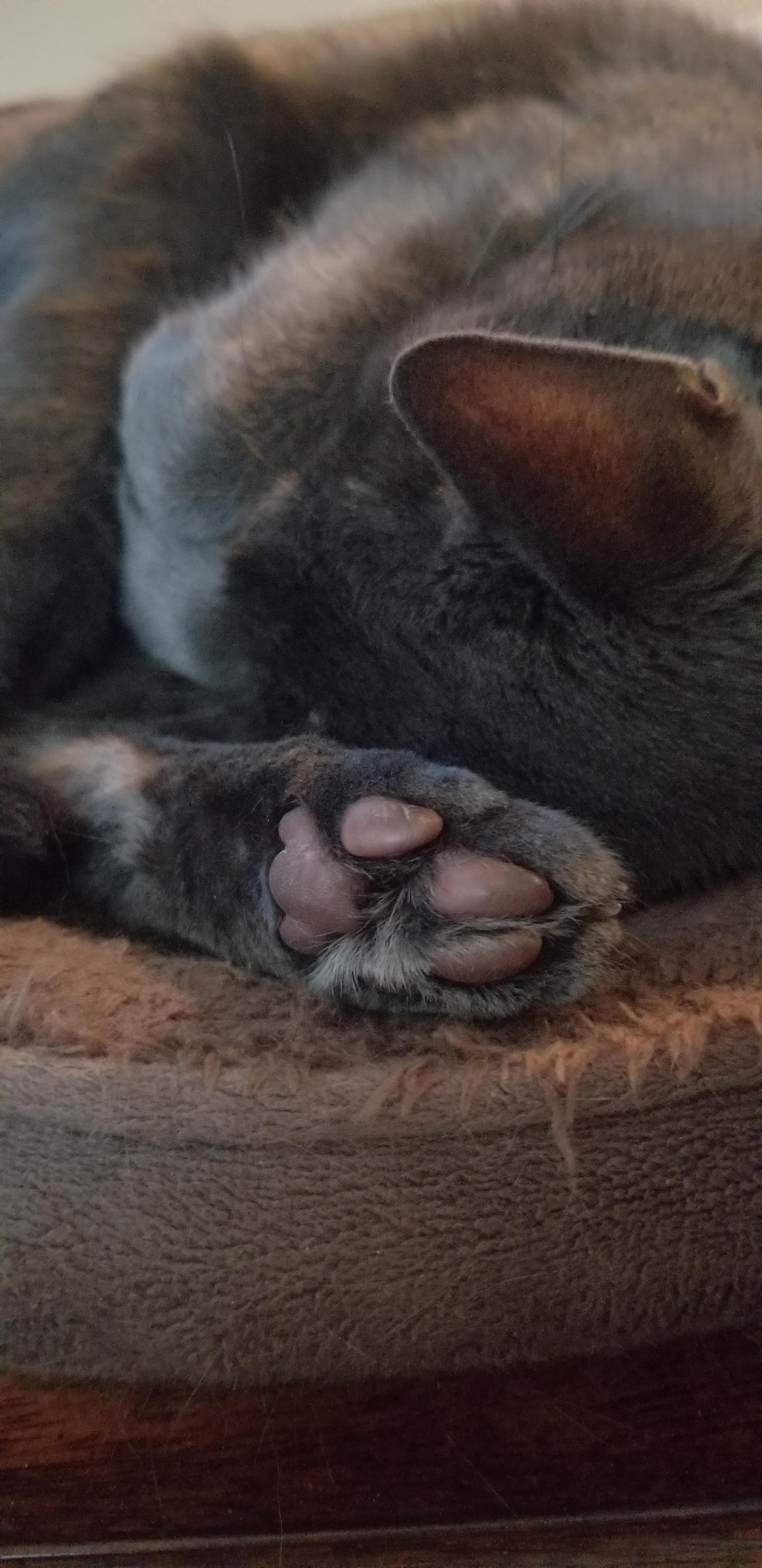 Food coma beans | Scrolller