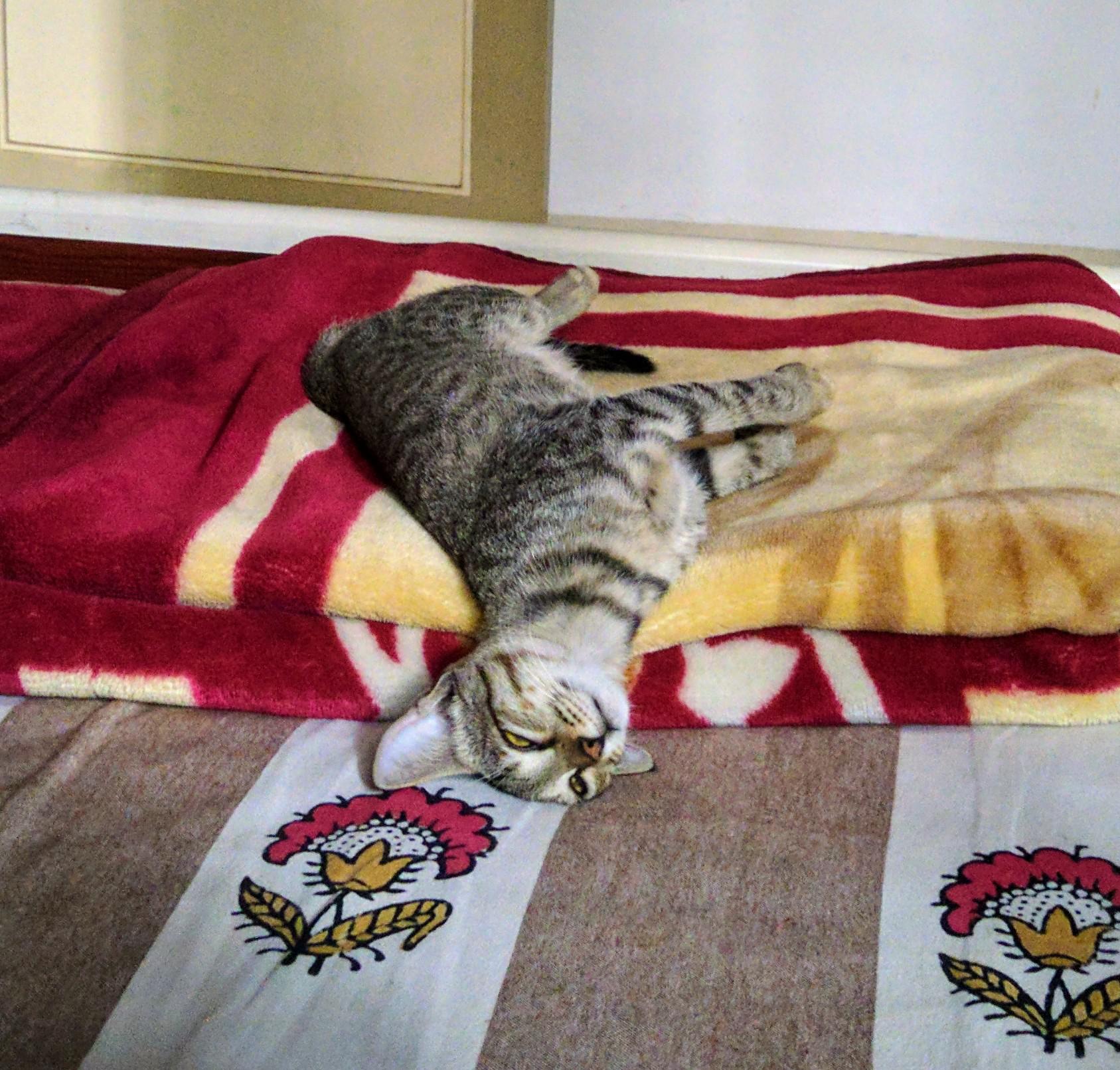 Food coma !!! | Scrolller