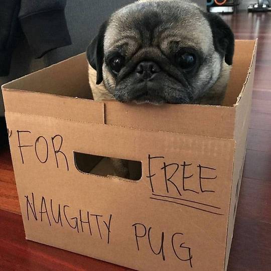 For free Naughty Pug