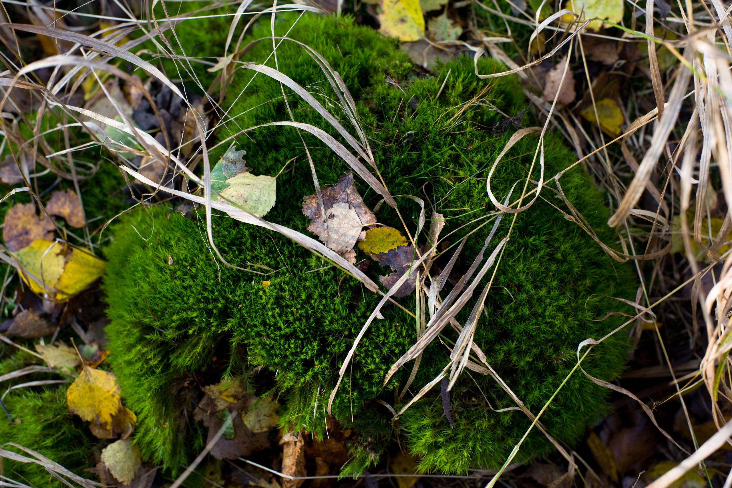 Forest is not just trees: A patch of moss | Scrolller