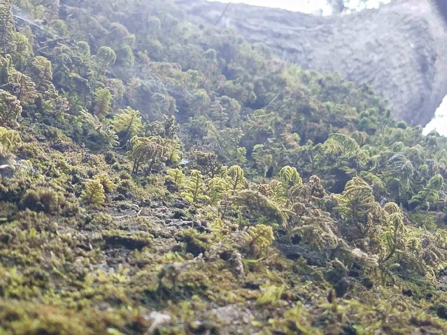 Forest of trees | Scrolller