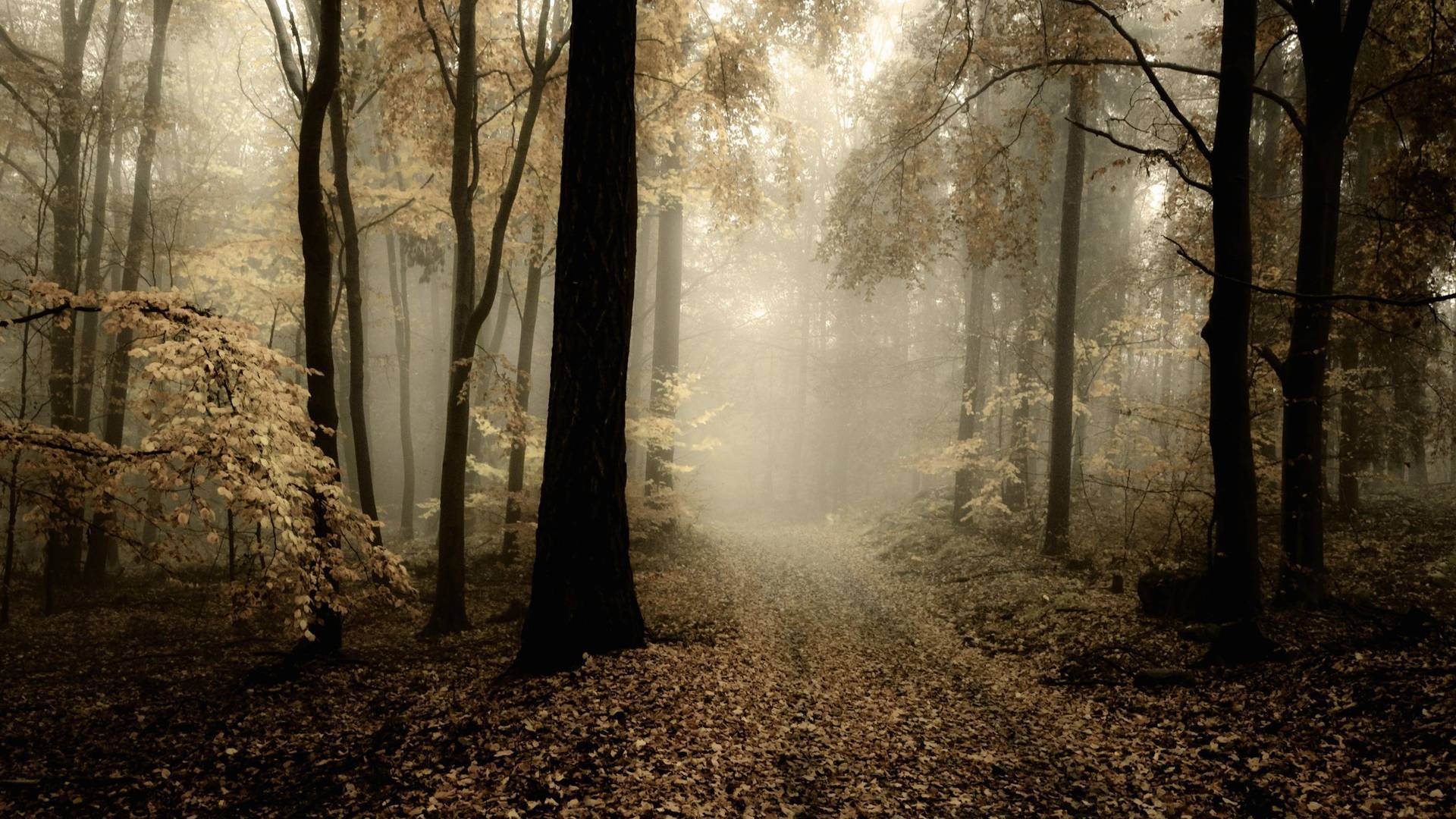 Forest pathway (1920x1080) [AWAPA] | Scrolller