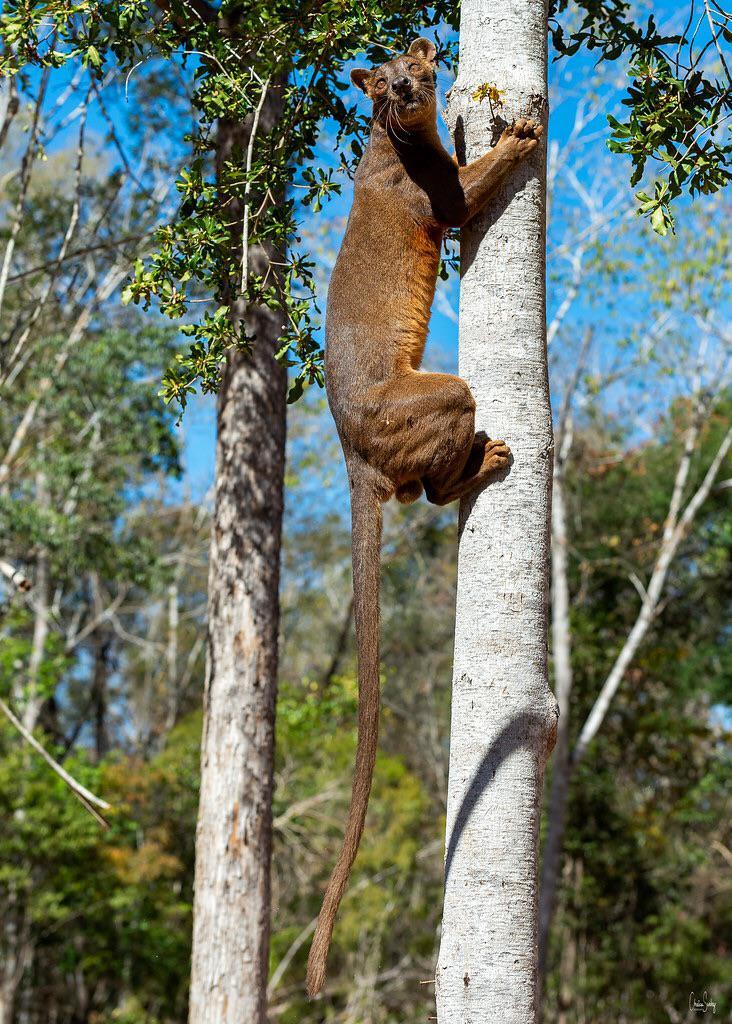 🔥 Fossa of Madagascar showing off its tail 🔥 | Scrolller