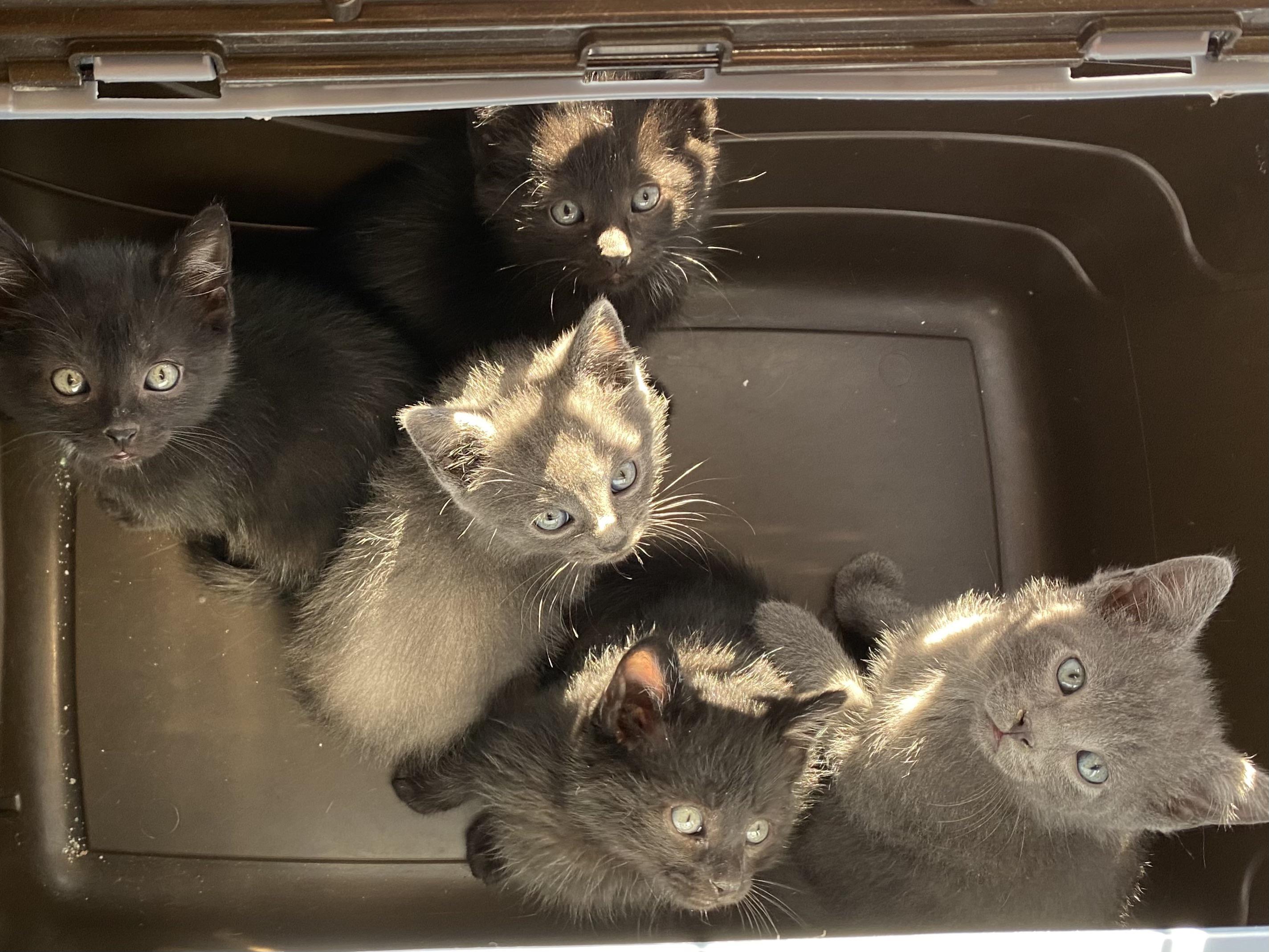 Foster babies! | Scrolller