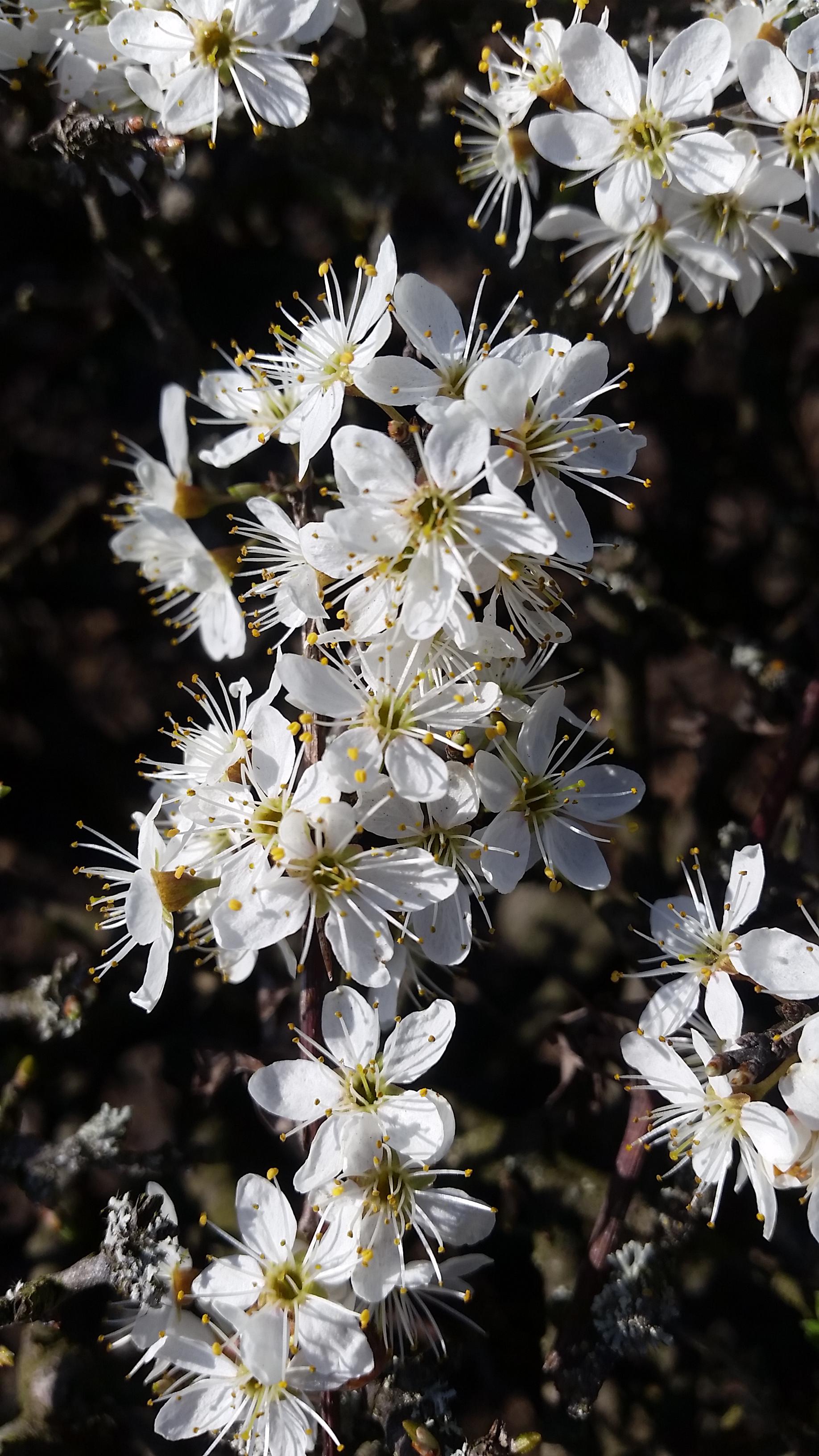 Foto in Zwingen Bl. | Scrolller