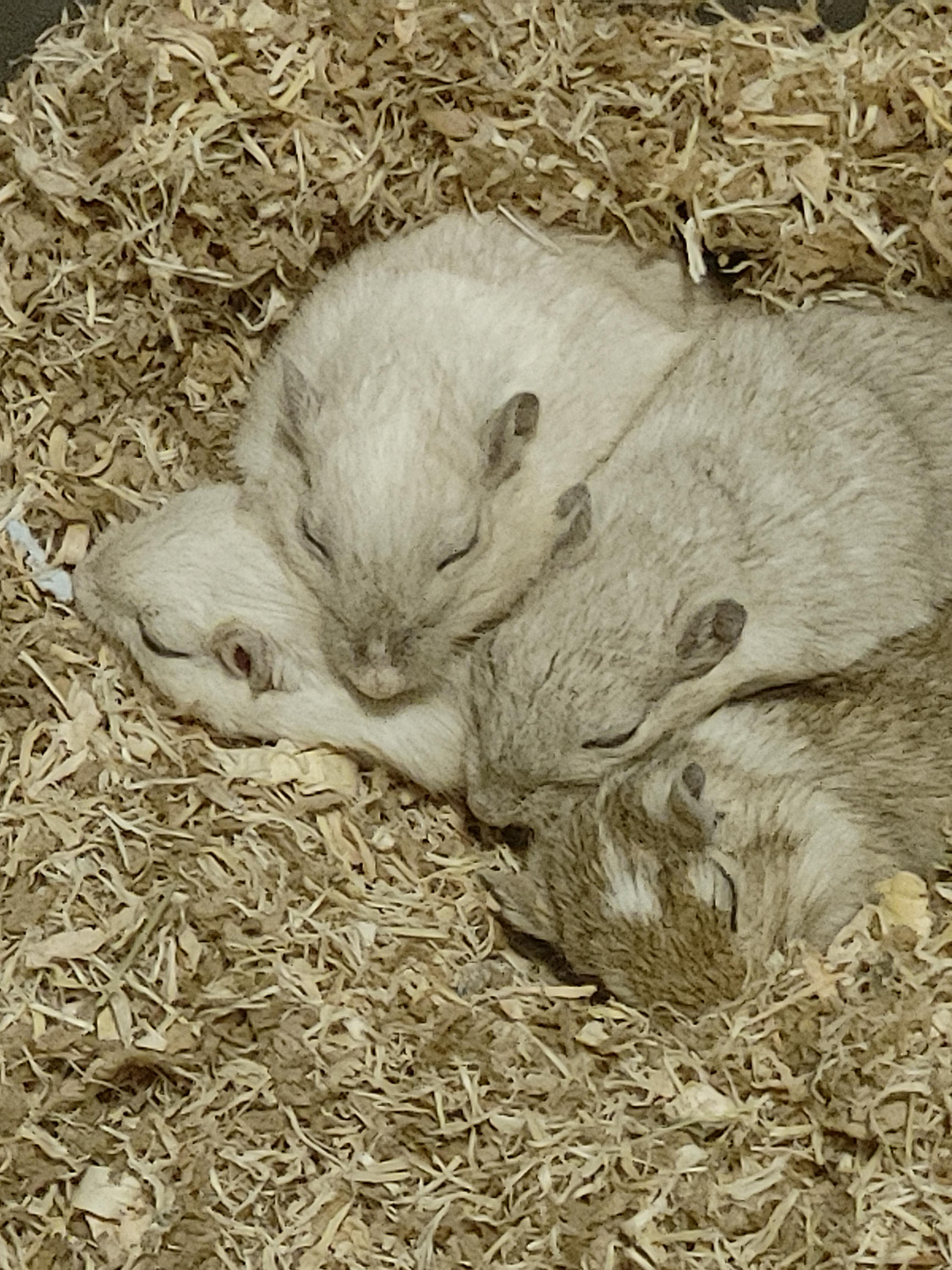 Four loving brothers all sleepy. | Scrolller