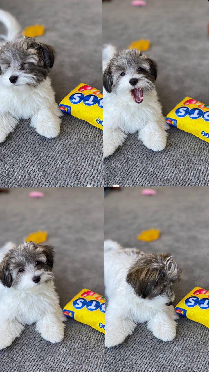 Four moods of Suica | Scrolller