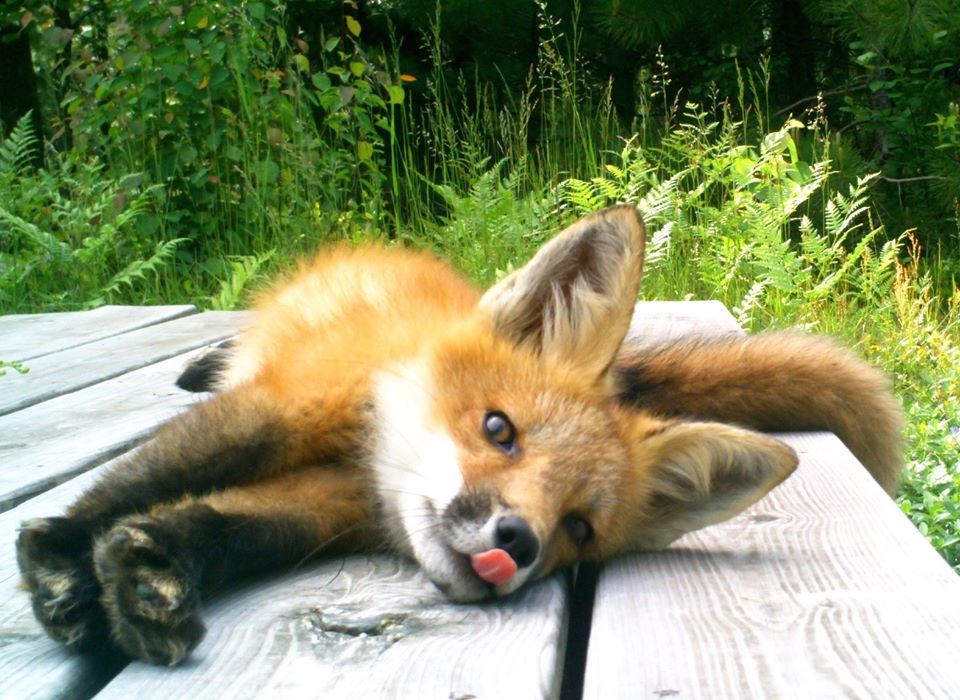fox mlem | Scrolller