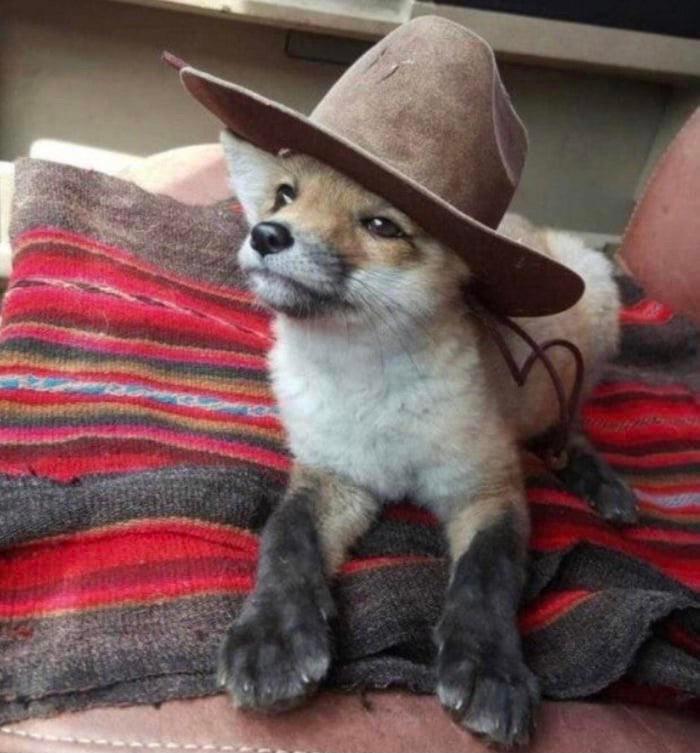 FOX WITH HAT, he do be vibin. | Scrolller