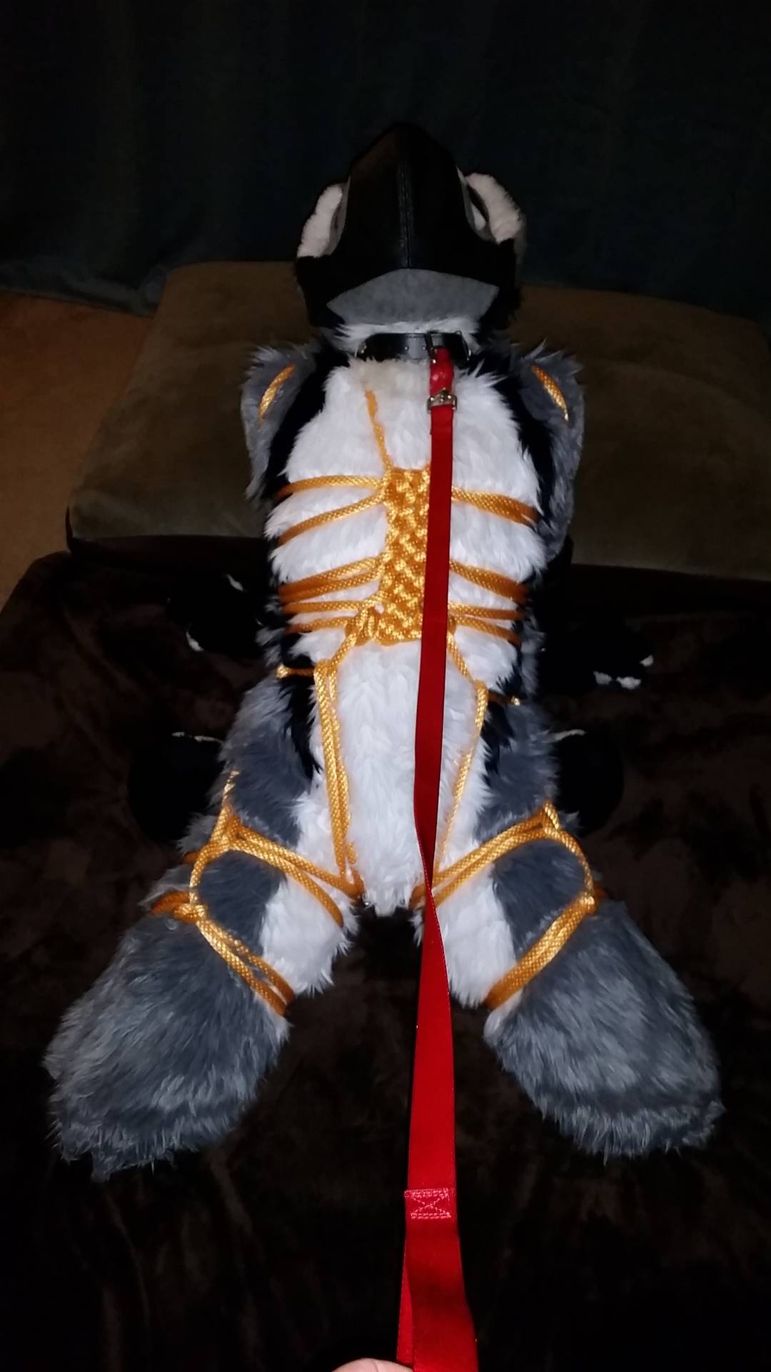 Foxy Fursuit! All tied up (M) | Scrolller