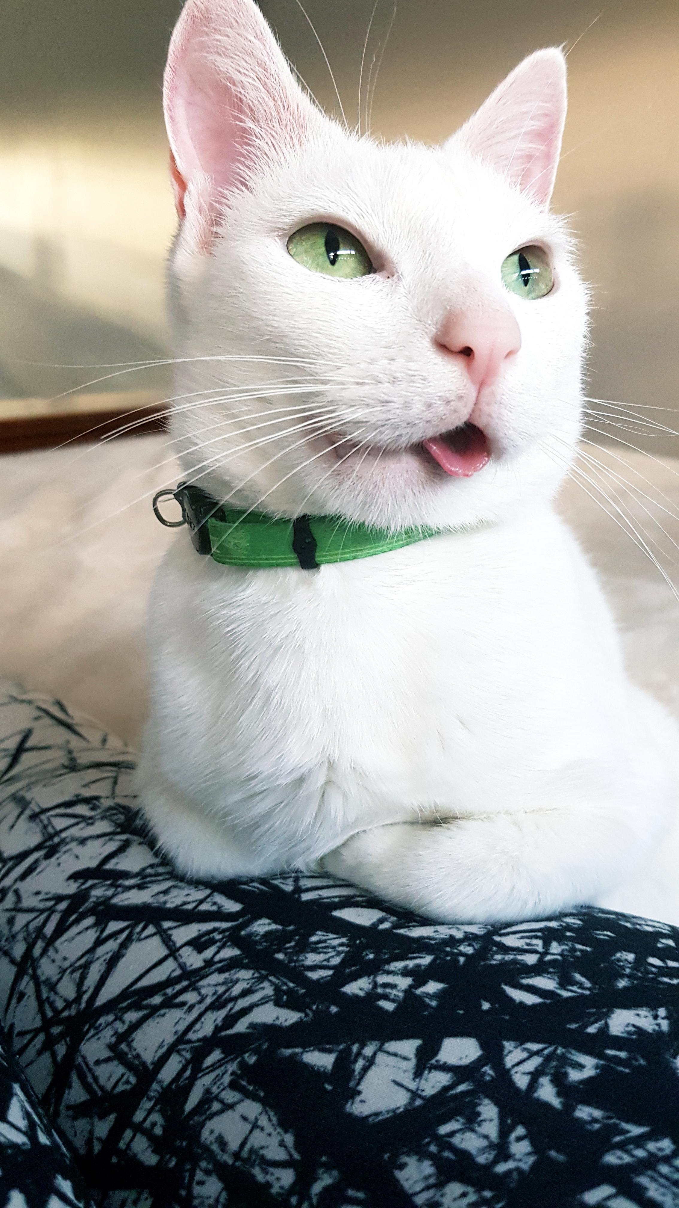 Frankie Fish with his permanent blep | Scrolller