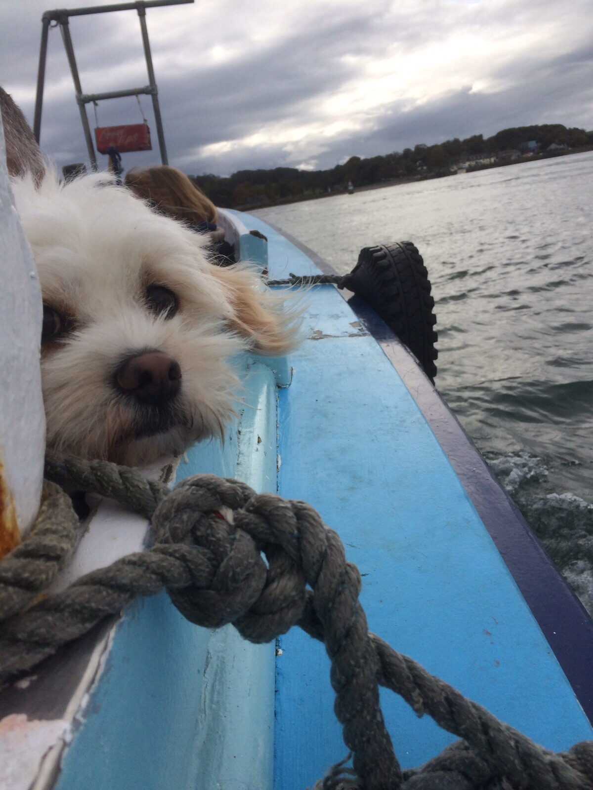 Freddy's first boat ride :) | Scrolller