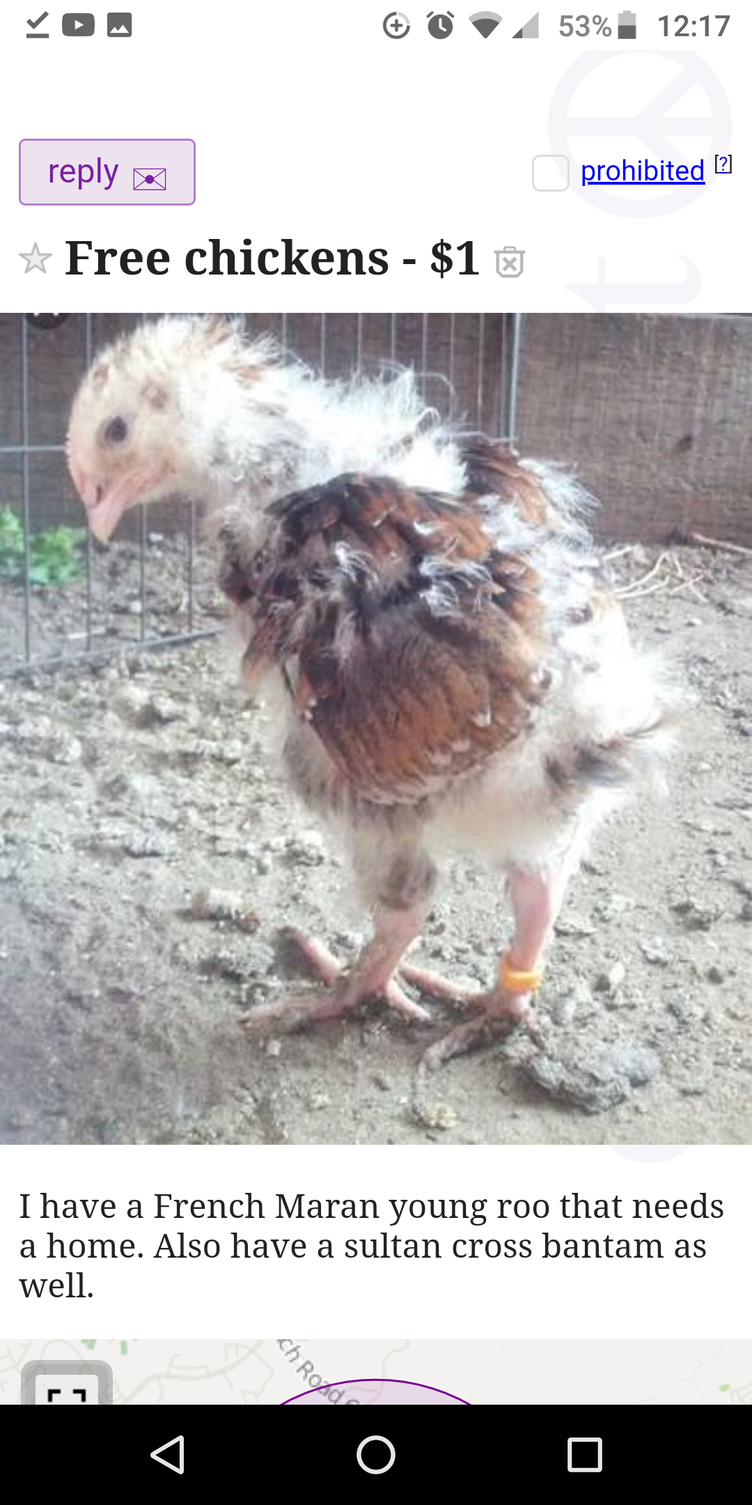 Free chickens - $1 | Scrolller