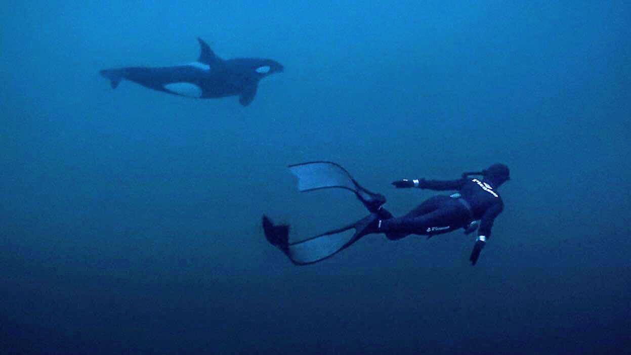 Free dive with orca | Scrolller