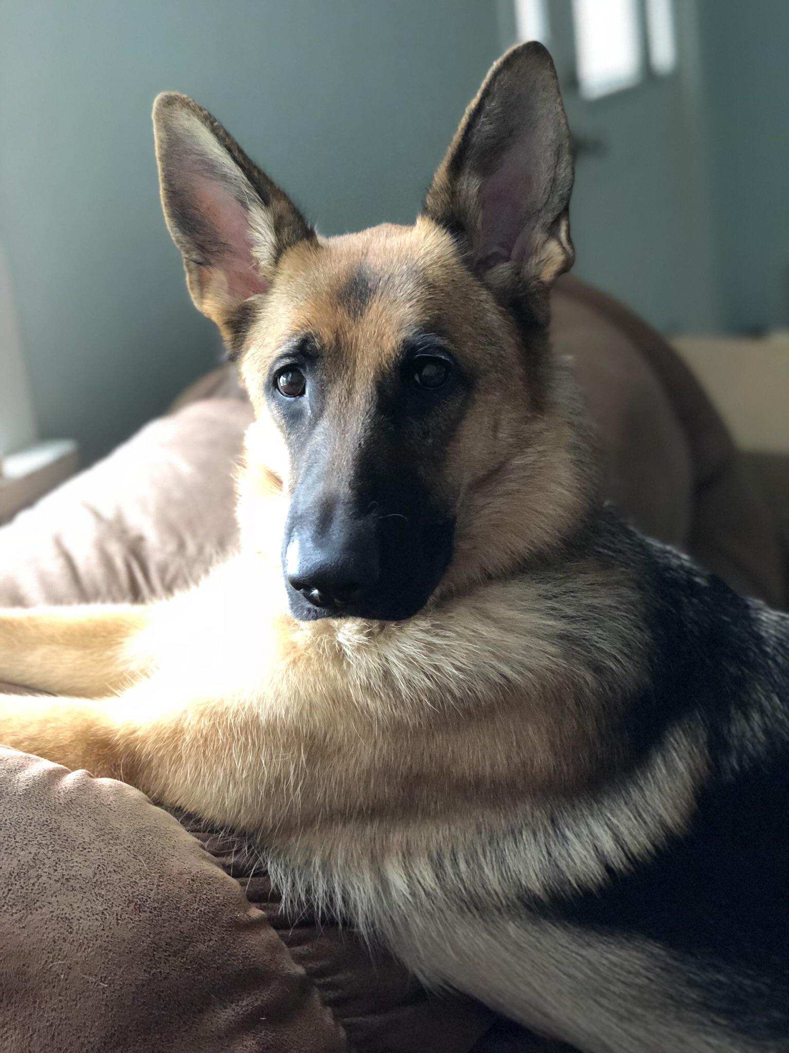 Freja the GSD posing for her afternoon photo shoot | Scrolller