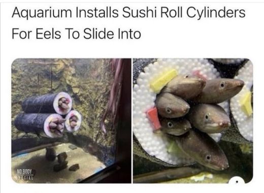 Now that's fresh sushi | Scrolller