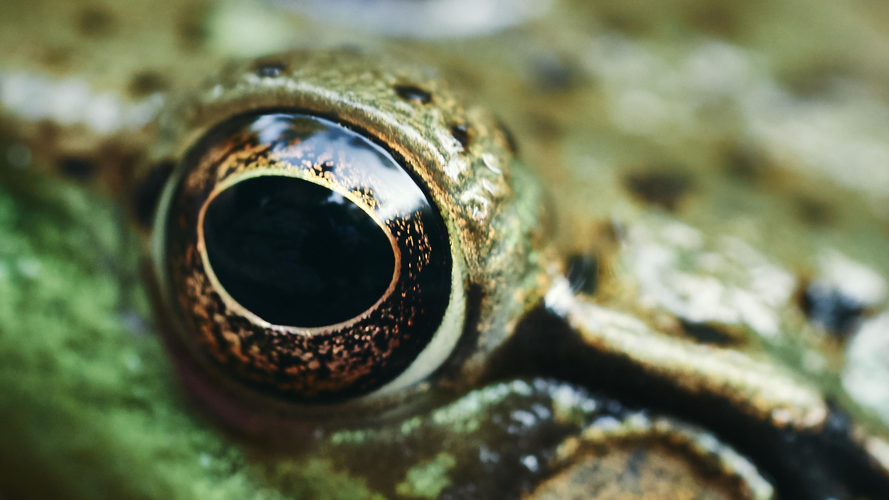 Frog eye | Scrolller