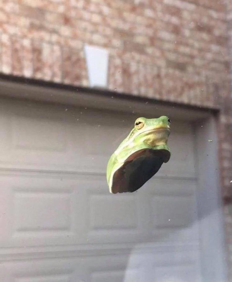 frog on glass | Scrolller