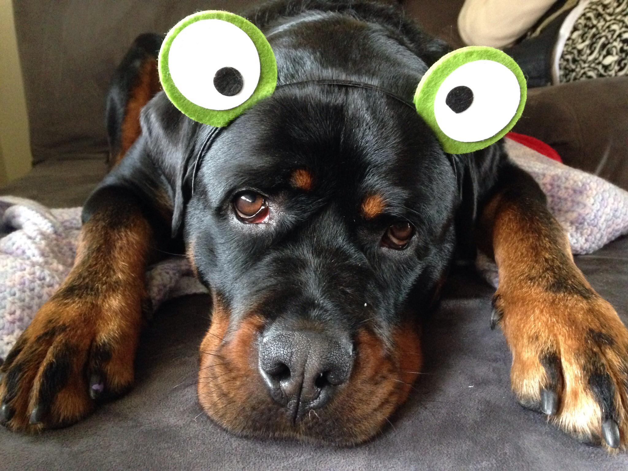 frog or rott ? | Scrolller