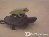 Frog Riding Turtle | Scrolller
