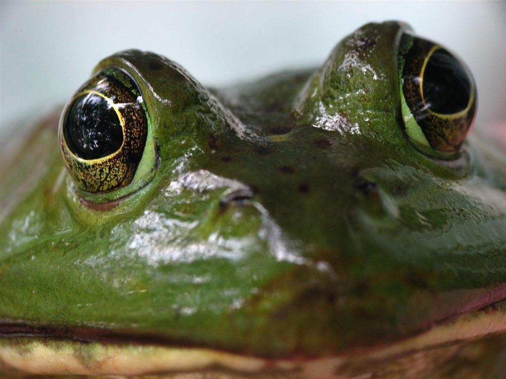 FROG! UP! CLOSE! | Scrolller