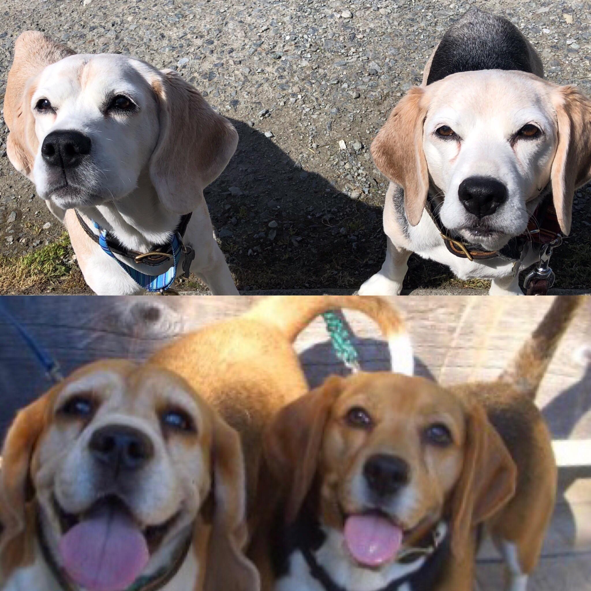 From 5 years to 15 years... Best beagle sisters Taylor and Ruby. They give me all the feels 😍 ...