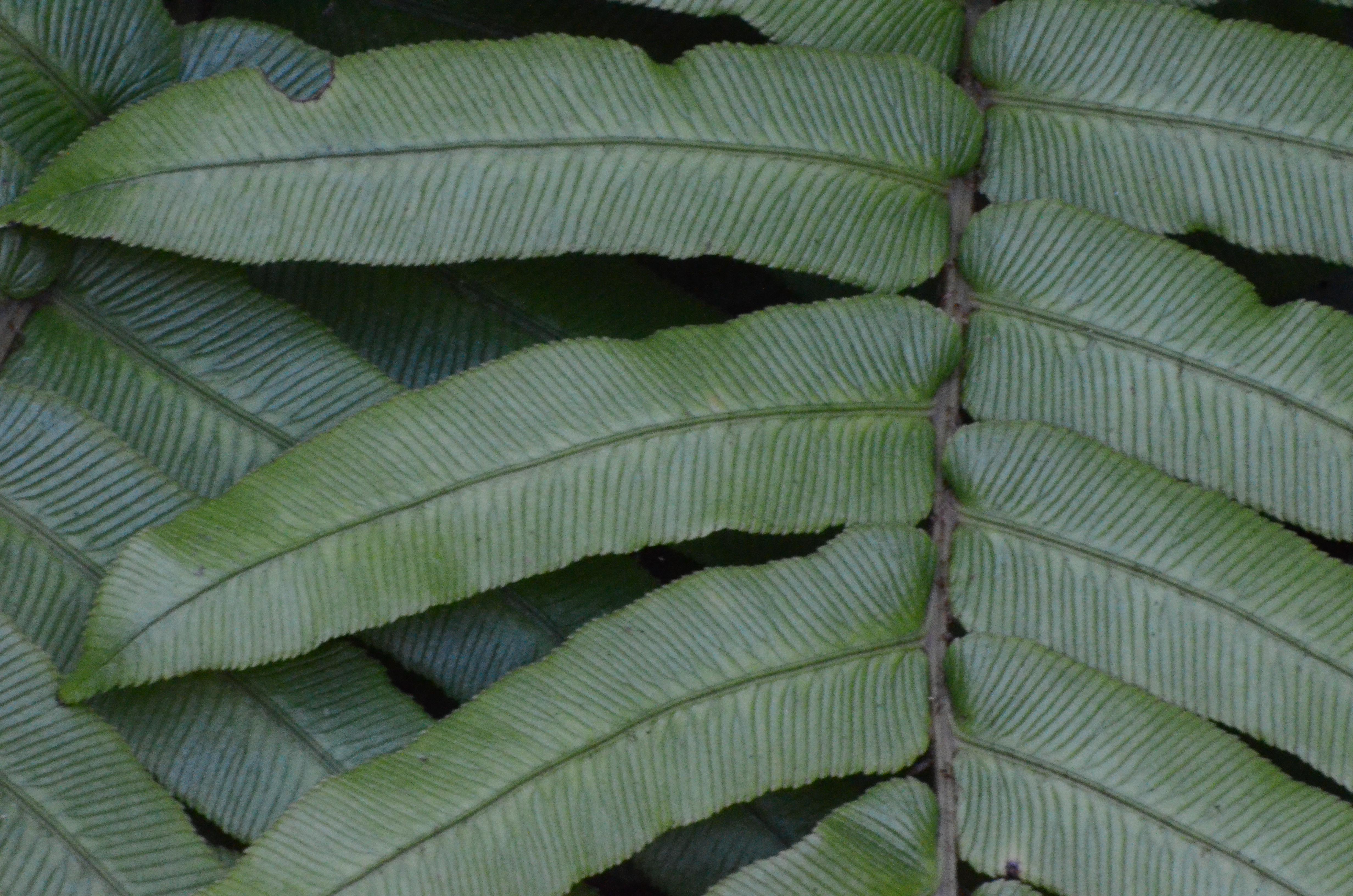 From Blue Mountains, Australia. Is this a fern? | Scrolller
