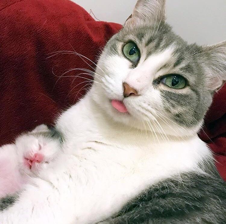 From foster kittens on IG... the double blep! Gwen and new baby. 😻 | Scrolller