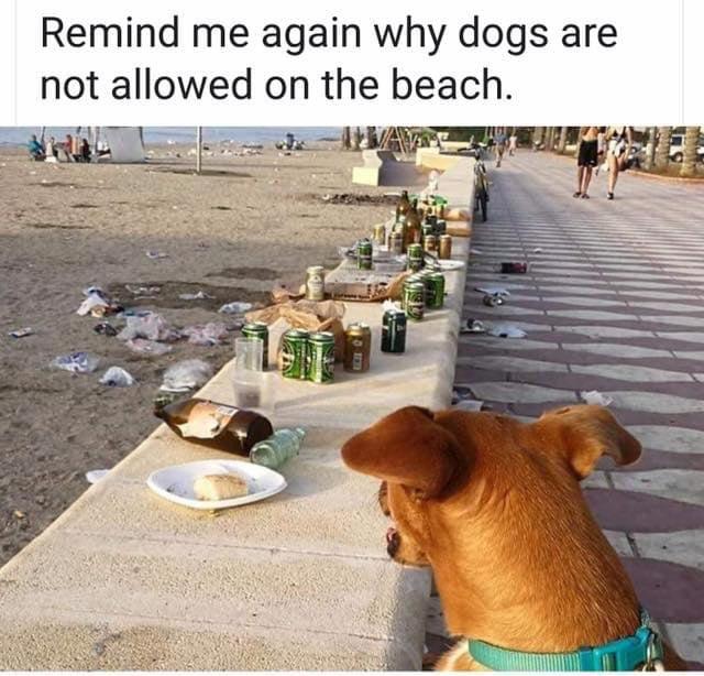 From now on only people with dogs to watch them behave | Scrolller