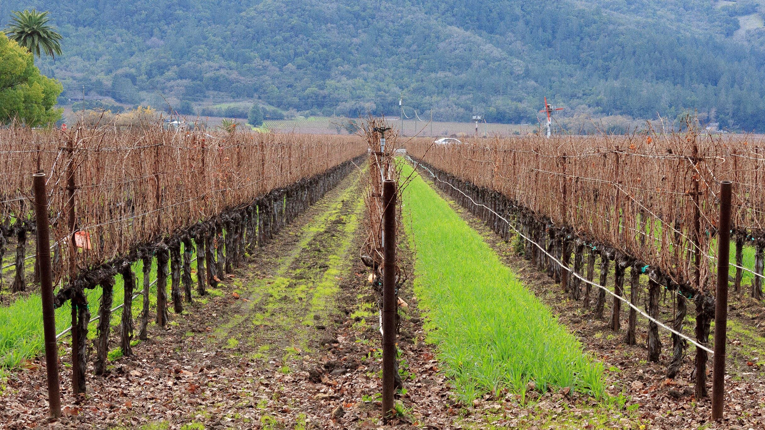 From our NYE visit to St. Supery Vineyards. | Scrolller