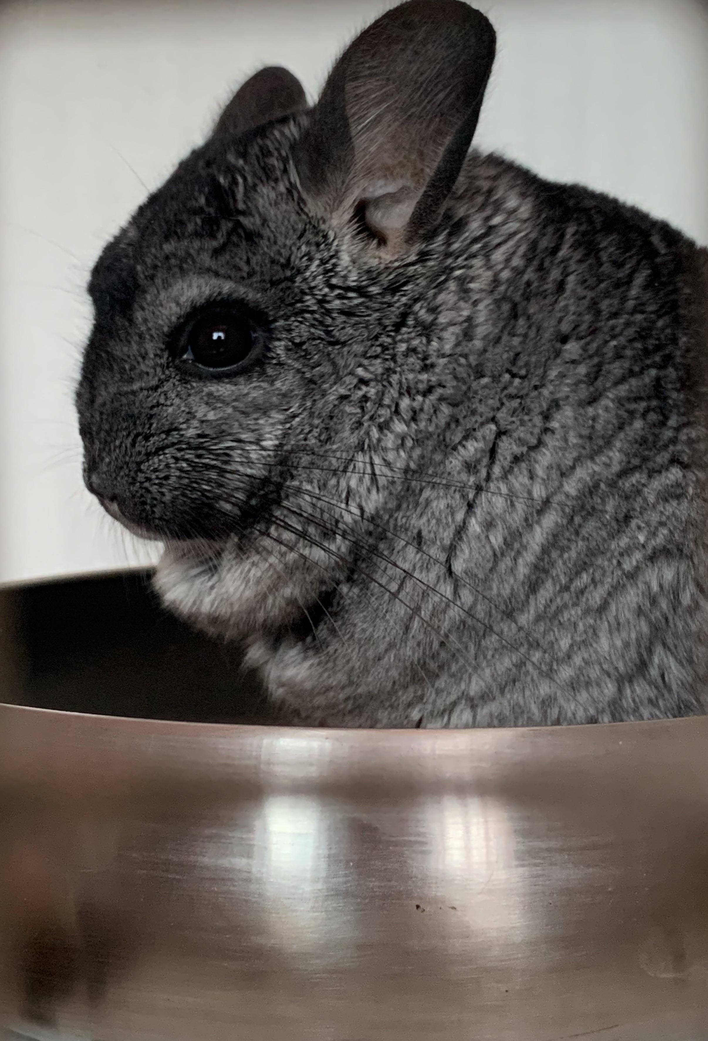 Front paws? Never heard of those | Scrolller